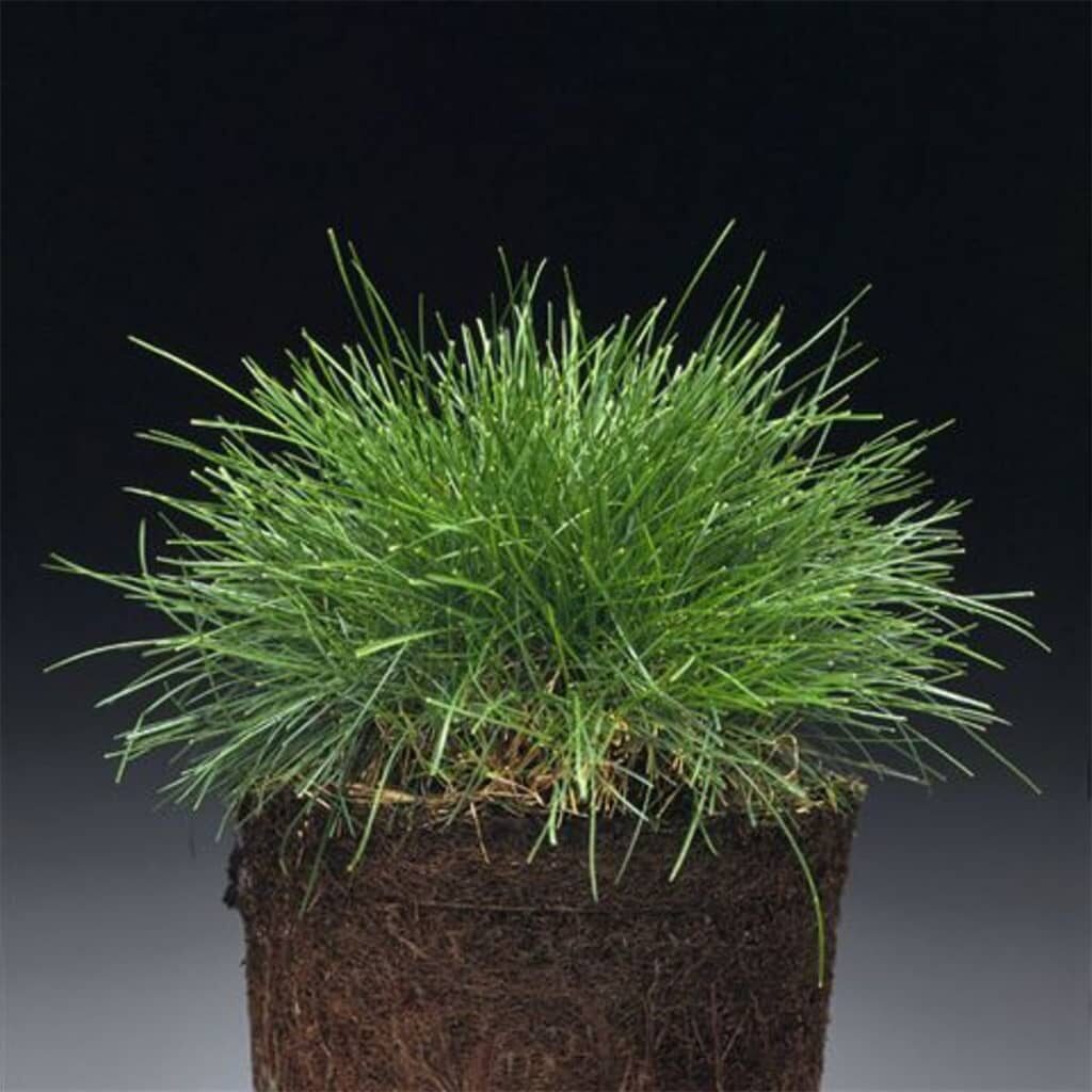 Premium Rasensorten vom Rasenprofi